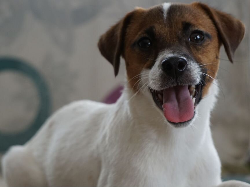 Джек Рассел терьер