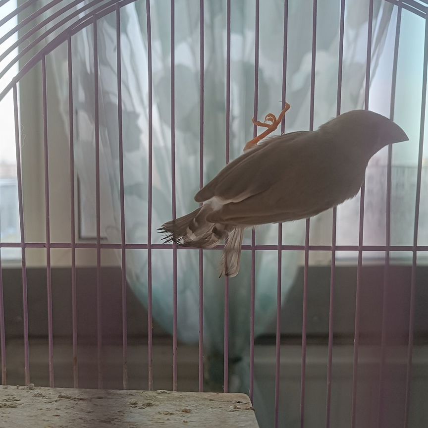 Зебровые амадины