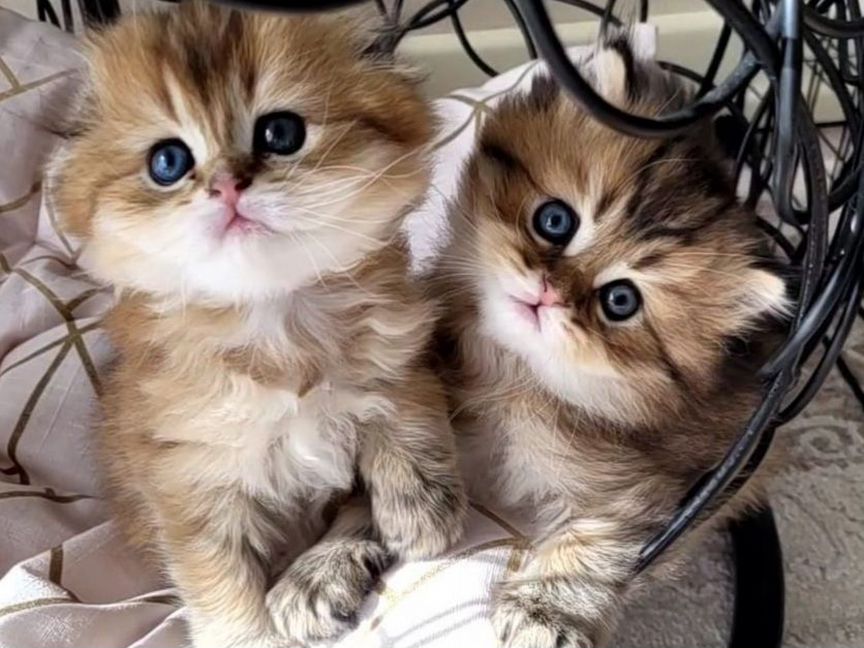 Котик и кошечка