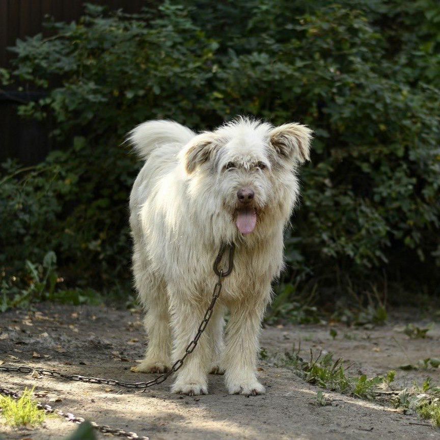 Лохматый пёс ищет дом