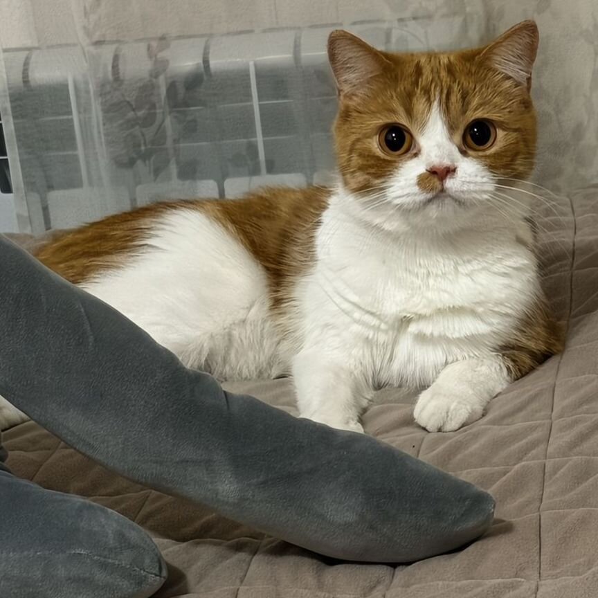 Шотландская прямоухая короткошёрстная, взрослая кошка