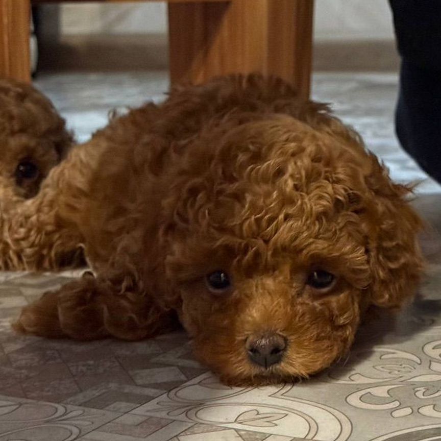 Той-пудель, щенок