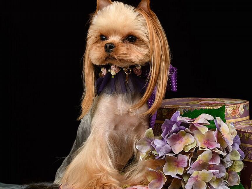 Йорк кобель для вязки