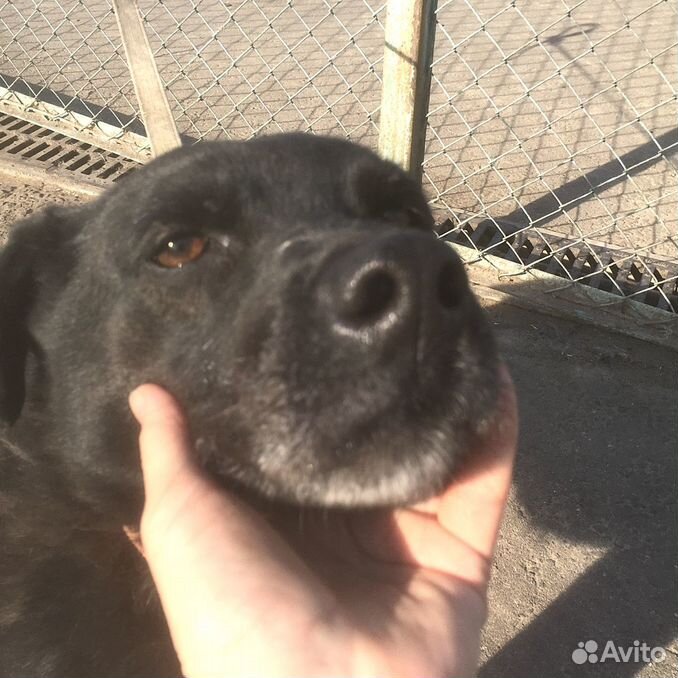 Тобик настрадался в приюте