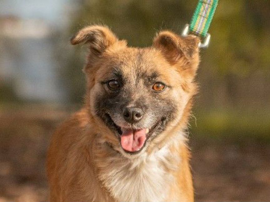 Потрясающая маленькая собака в добрые руки