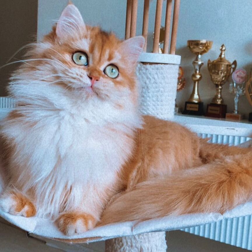 Котик в золотой шубке BHL ny12