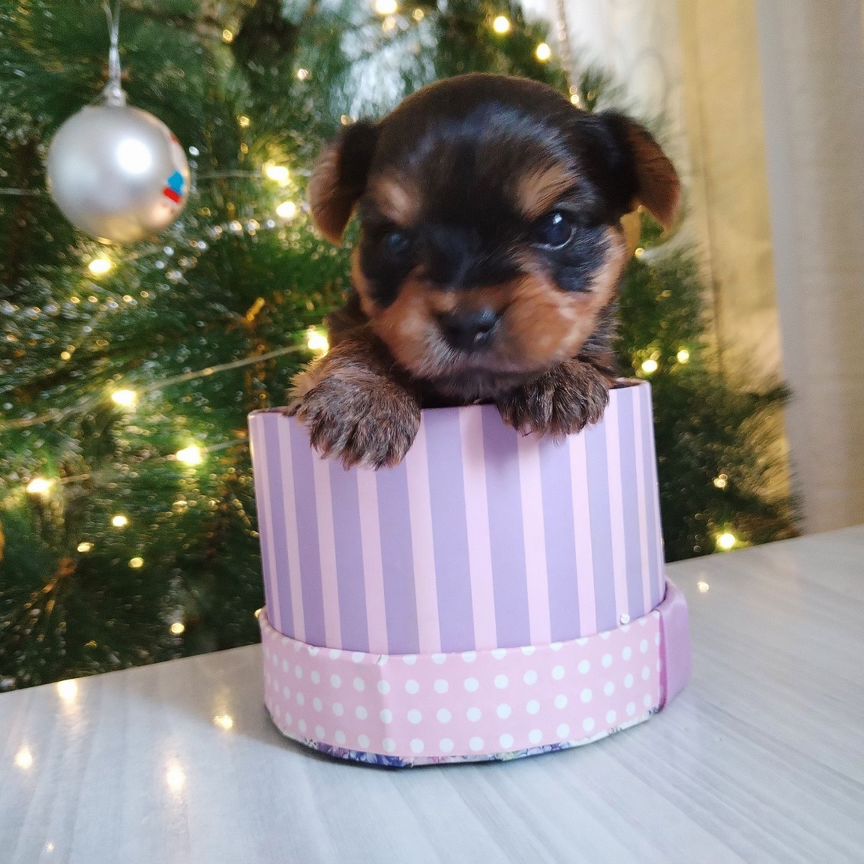 Йоркширский терьер