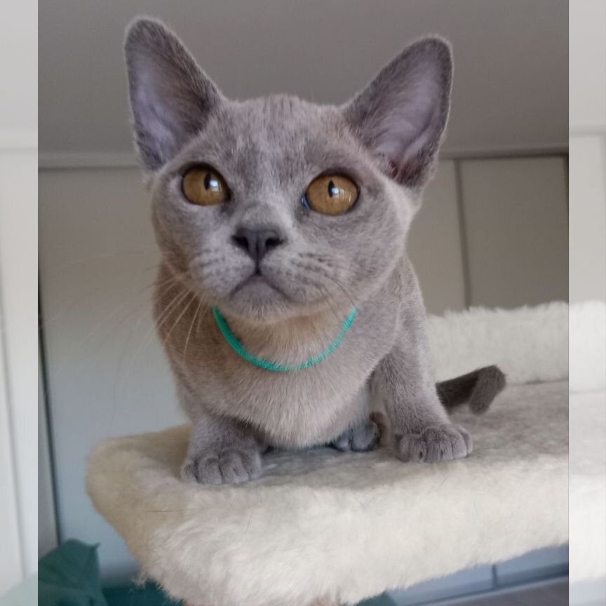 Очень ласковый мальчик