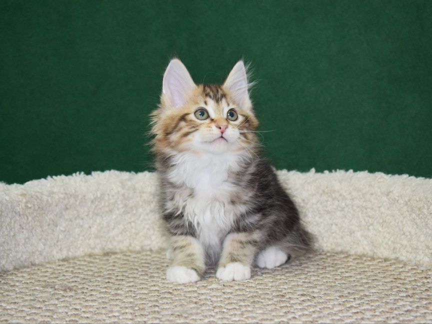 Клубный мальчик породы курильский бобтейл