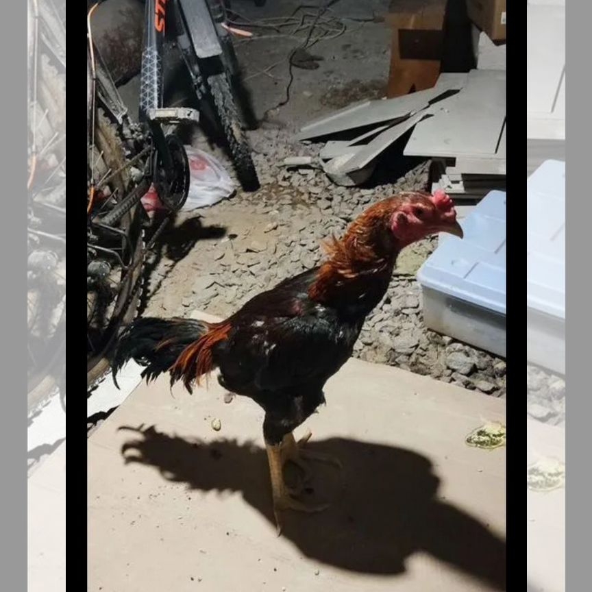 Бойцовый петух