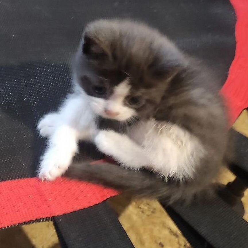 Котёнок