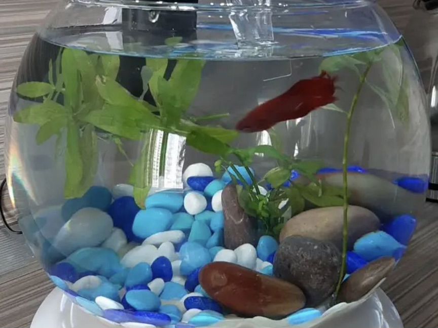 Аквариум с декором