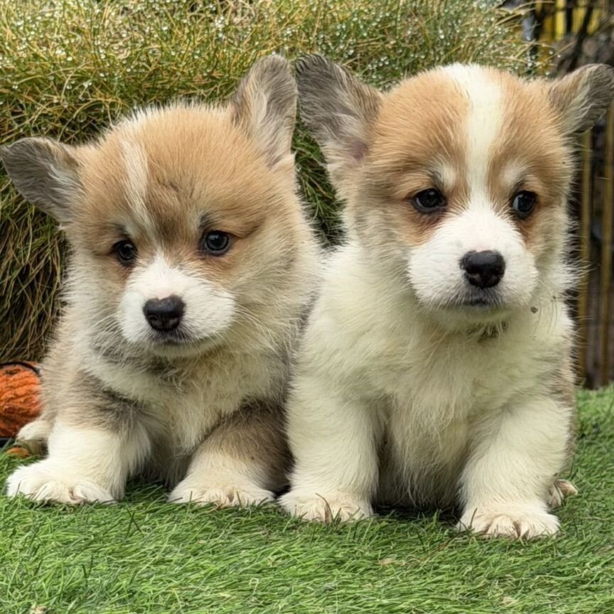 Вельш Корги Пемброк, щенок