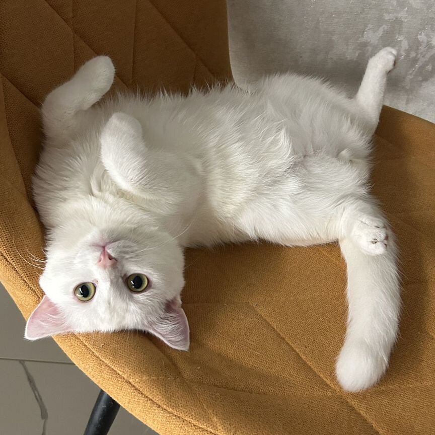 Отдам кота в добрые руки бесплатно