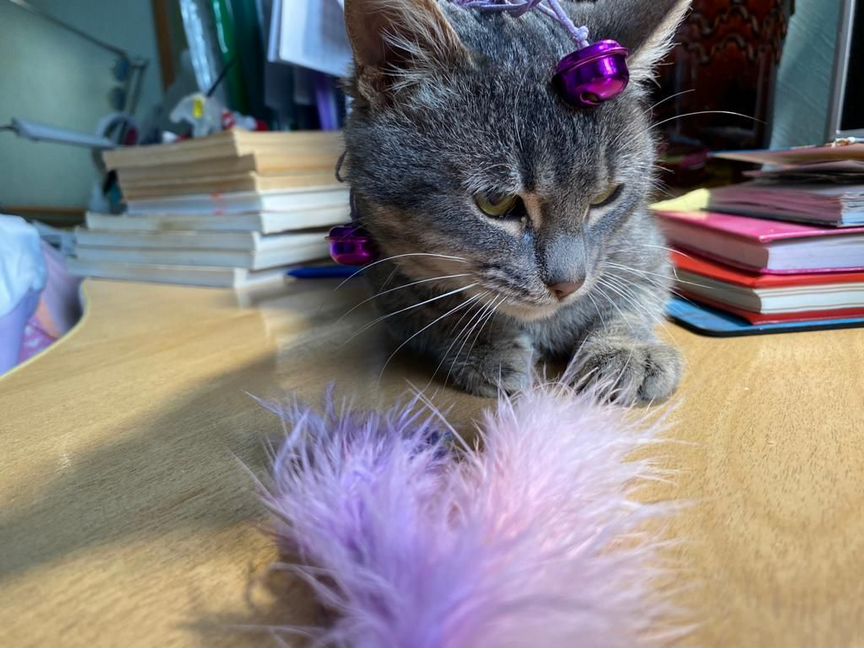 Кошка