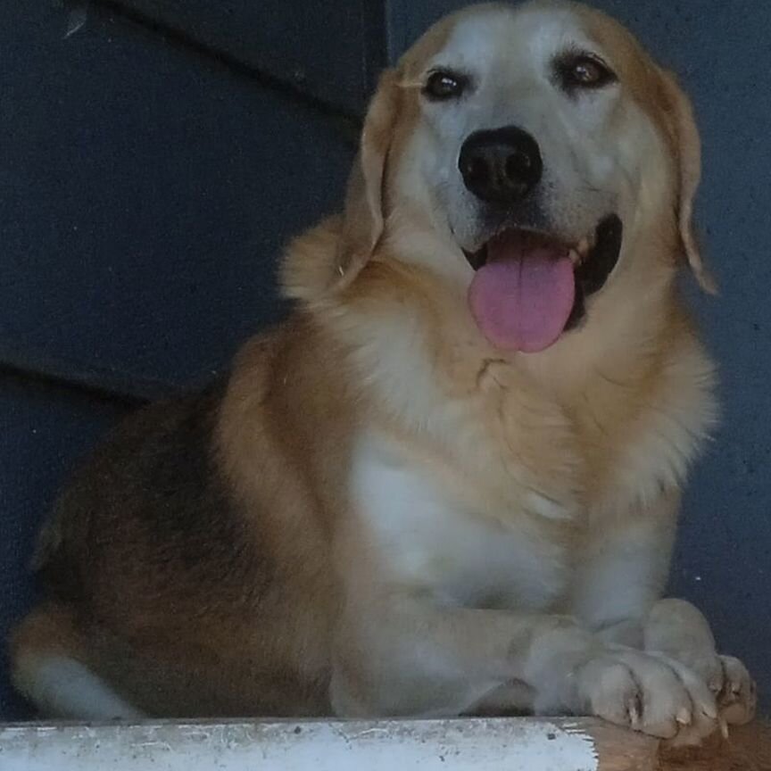 Русская гончая (вязка)