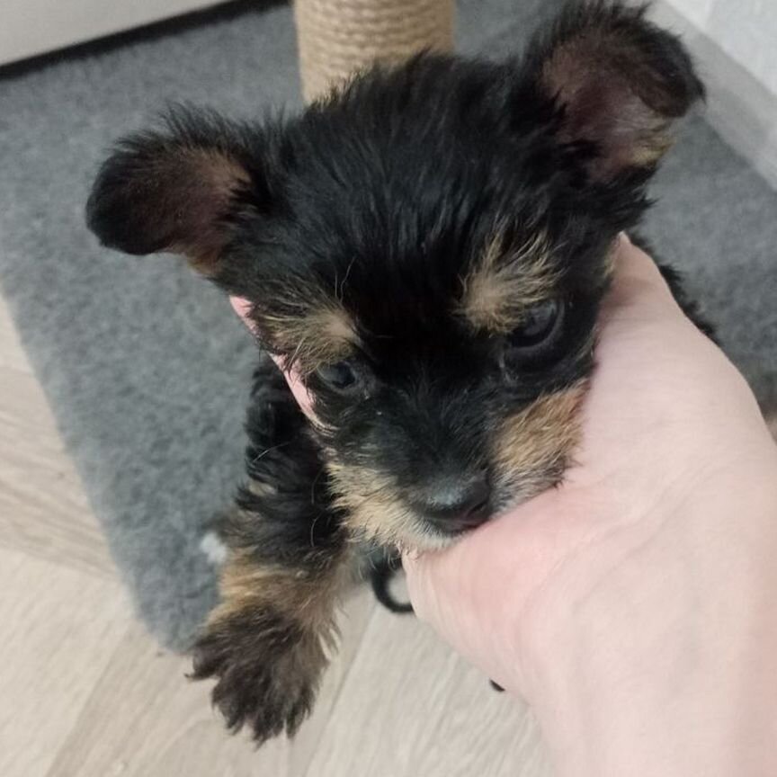 Йоркширский терьер, щенок
