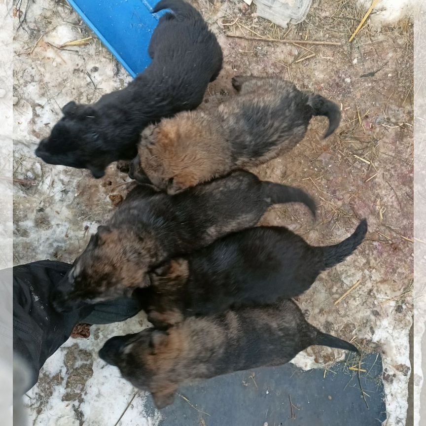 Немецкая овчарка, щенок