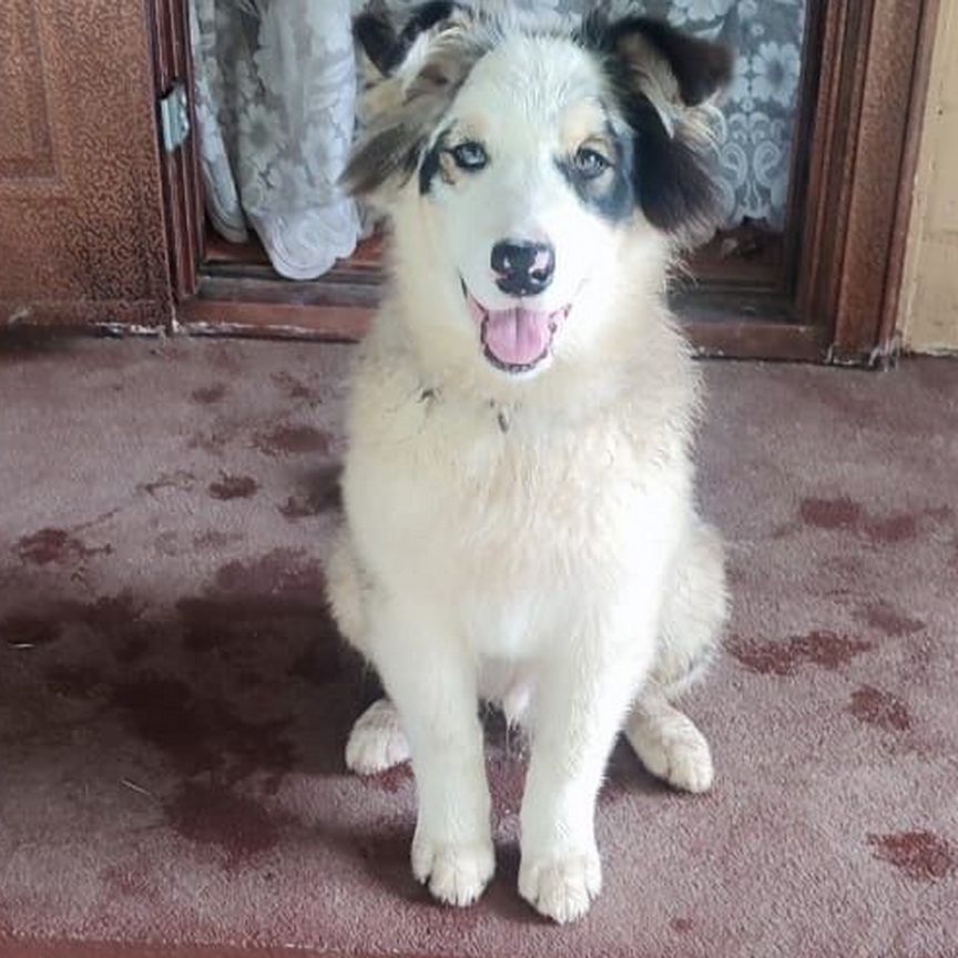 Собака в добрые руки