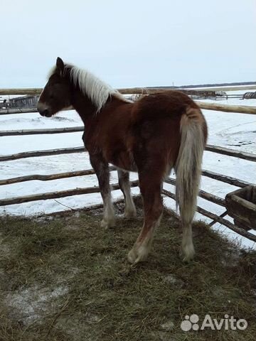 Жеребец Советский Тяжеловоз