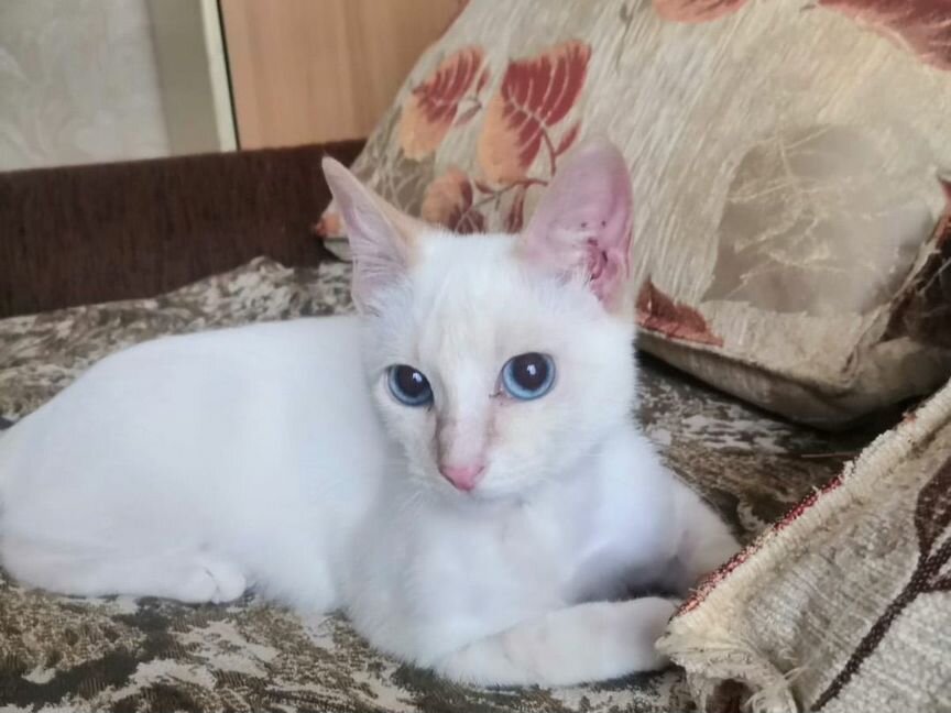 Котенок девочка Тэя 5 мес ищет дом