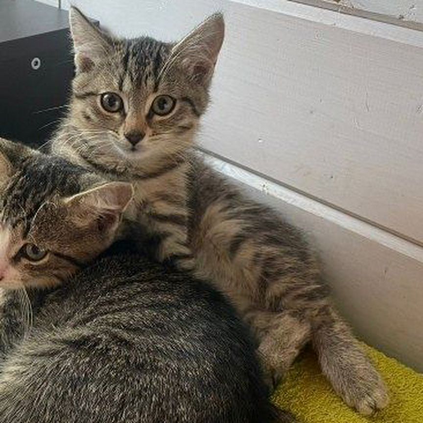 Отдам кошечку в добрые руки