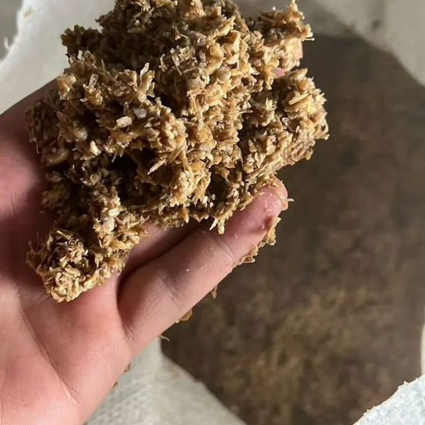 Пивная дробина влажная