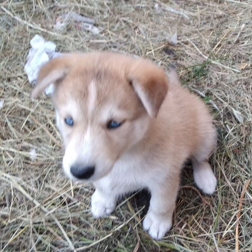 Щенки лайки