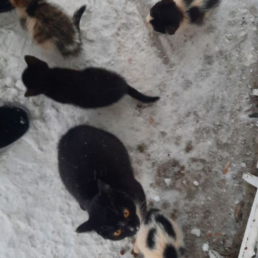 Котята