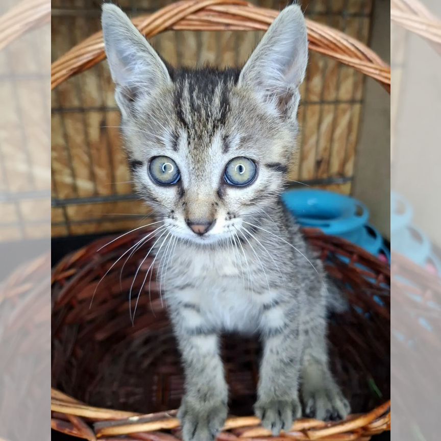 Котёнок в добрые руки