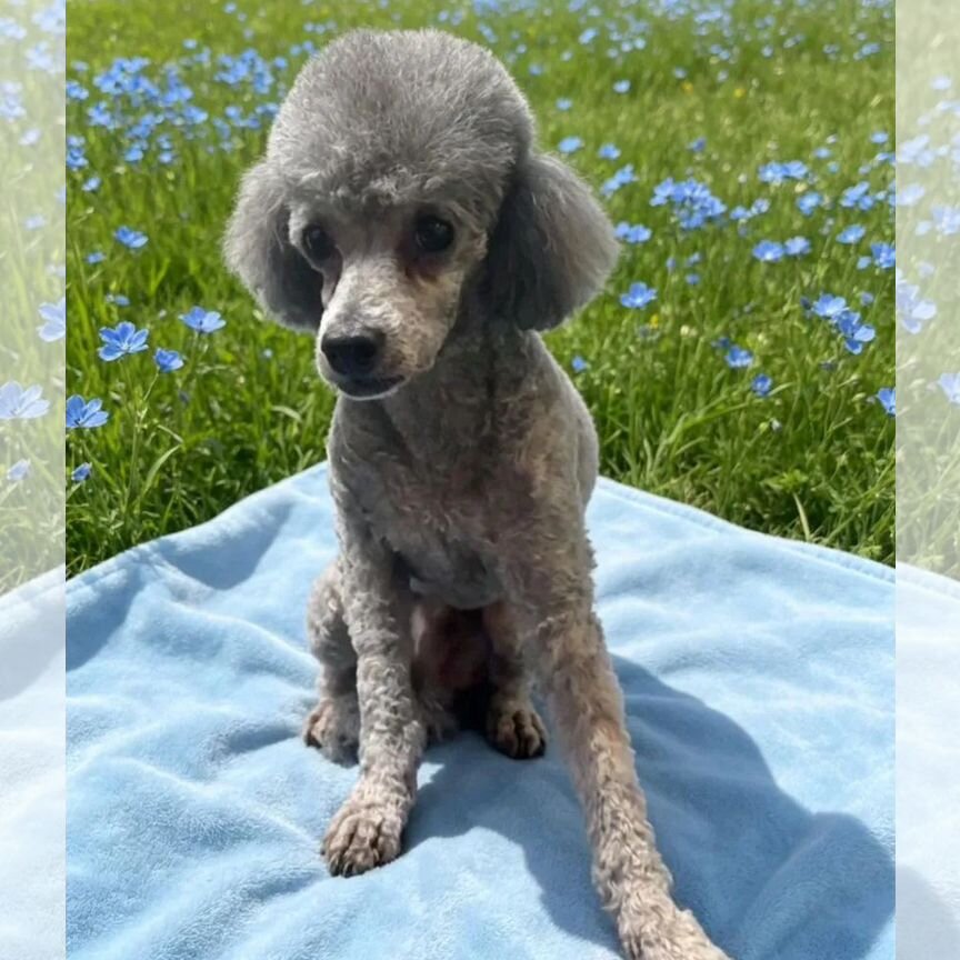 Пудель, взрослый пёс