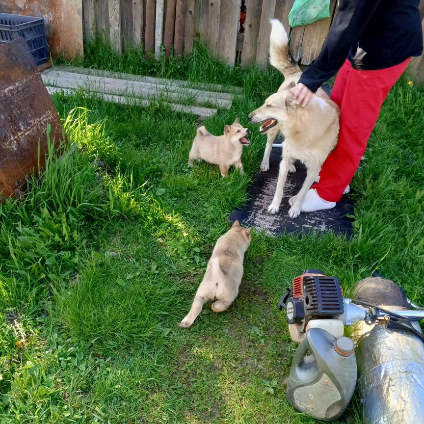 Западно сибирская лайка