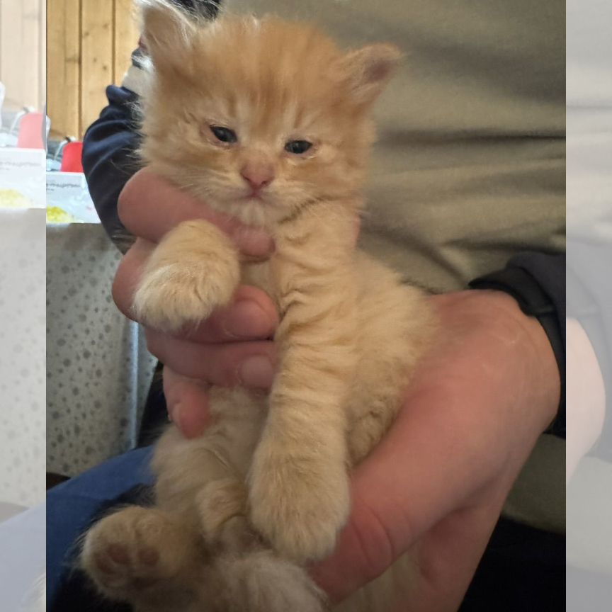 Котенка в добрые руки