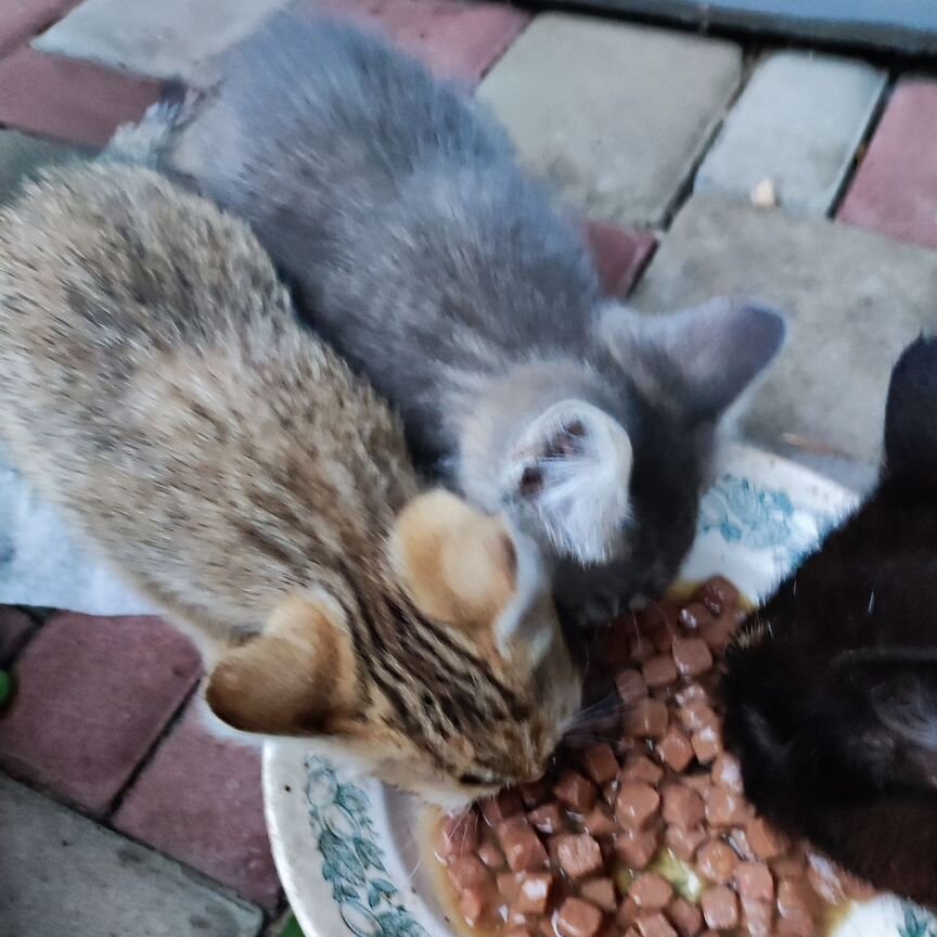 Котята отдам даром
