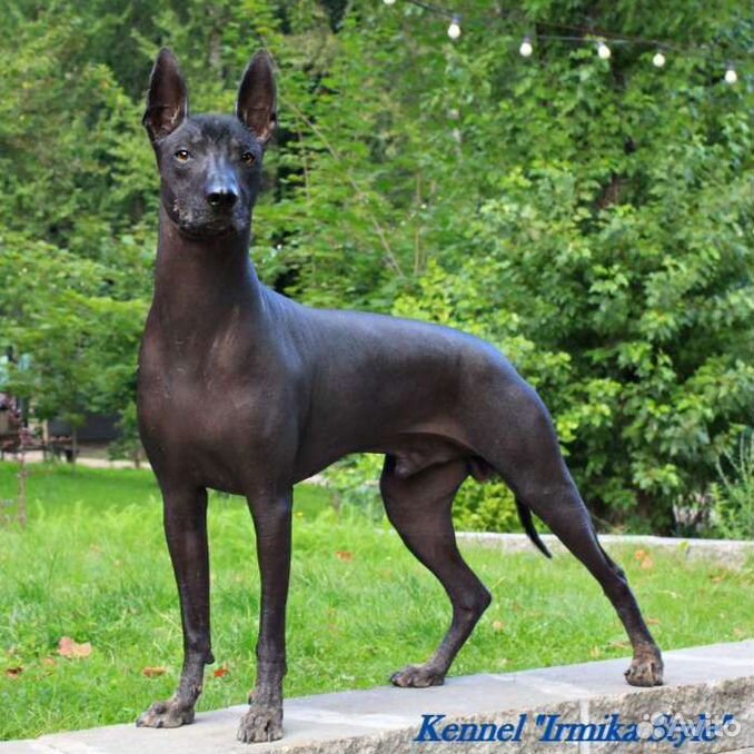 Пуховка Ксолоитцкуинтли стандарт