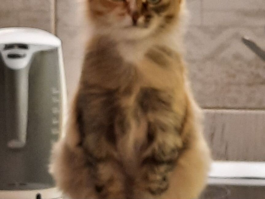 Отдам бесплатно кошку