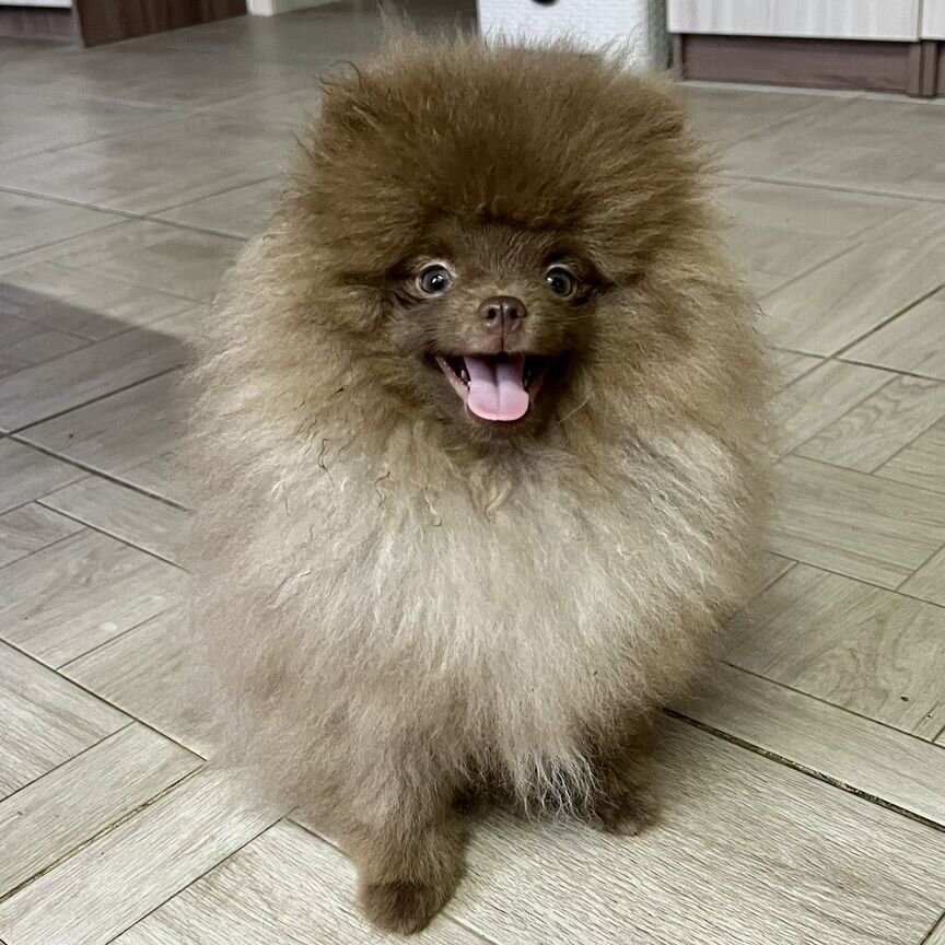 Померанский шпиц, щенок