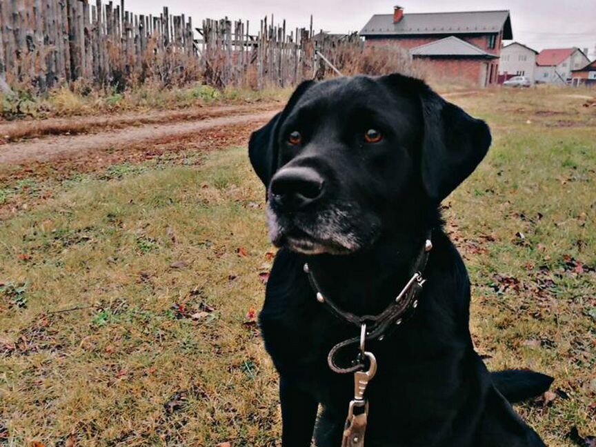 Лабрадор вязка