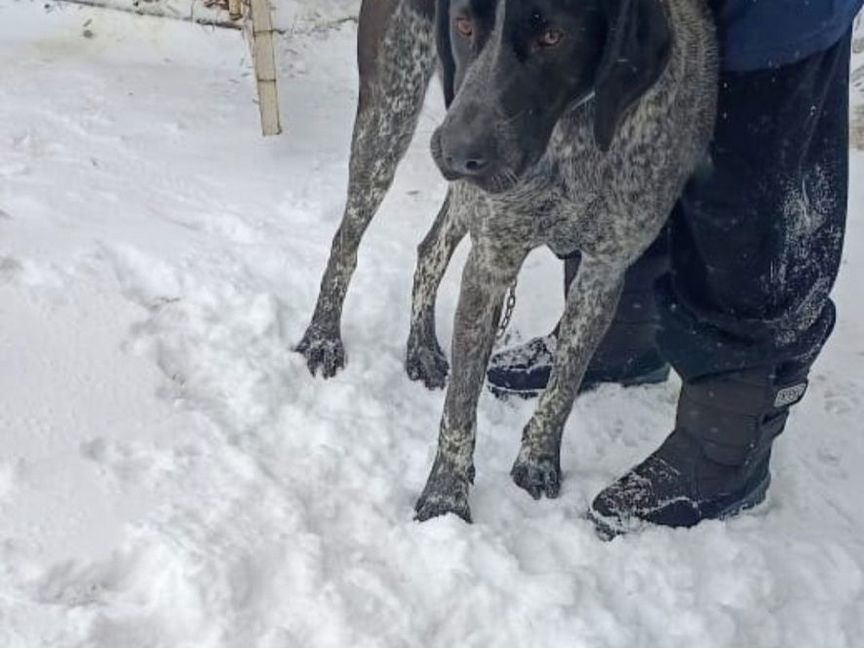 Курцхаар ищет ответственную семью