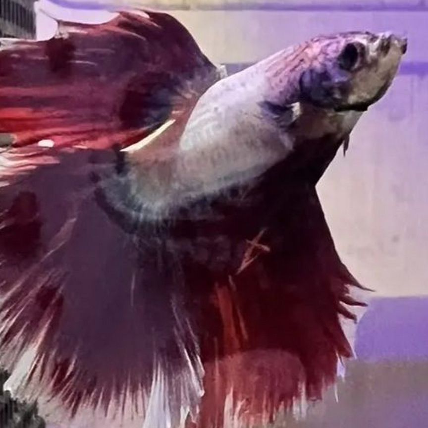 Аквариумные рыбки петушок