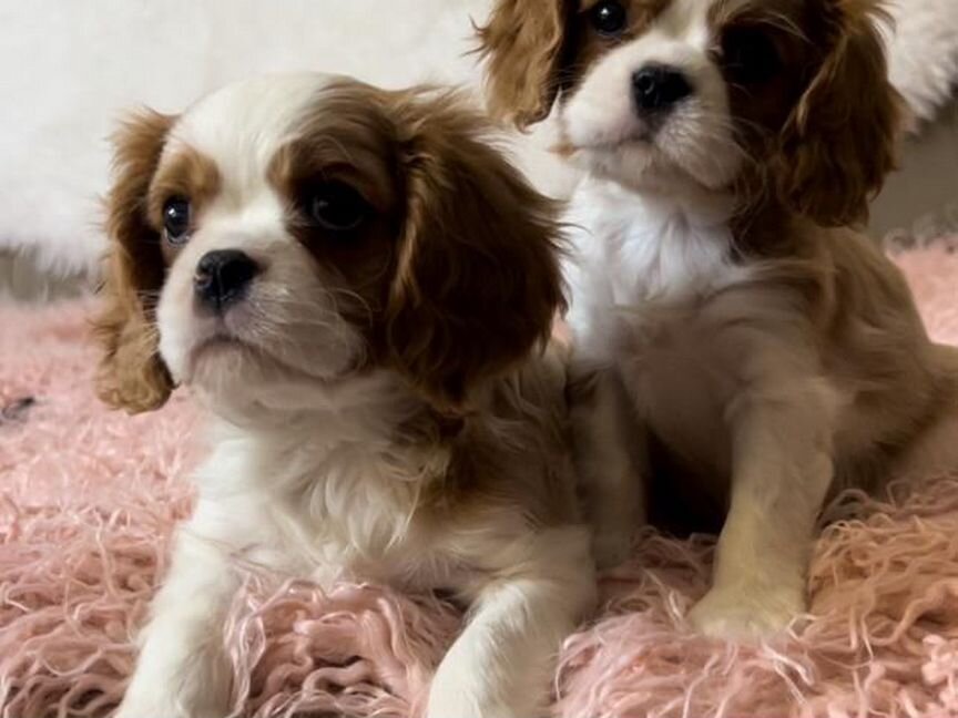 Детки Кавалер Кинг Чарльз Спаниель