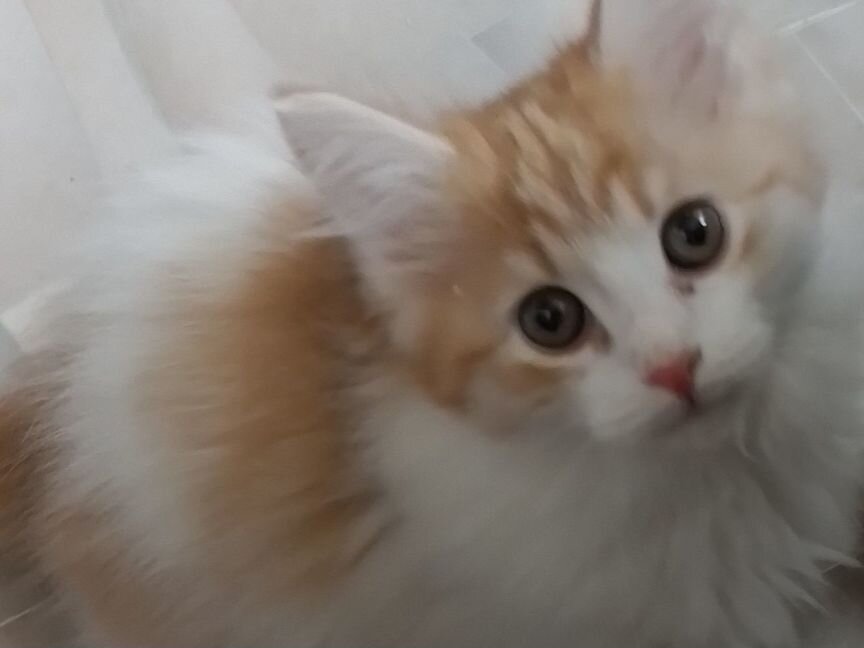 Котята