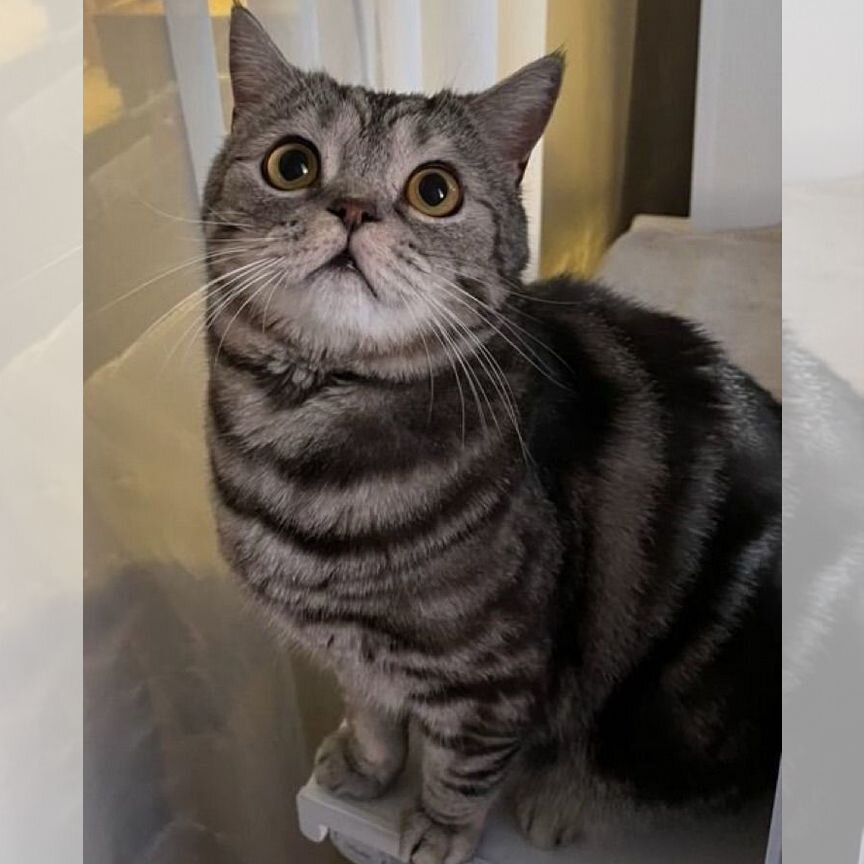 Шотландский кот 2 года