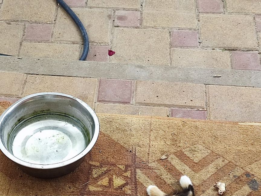 Беспородные котята