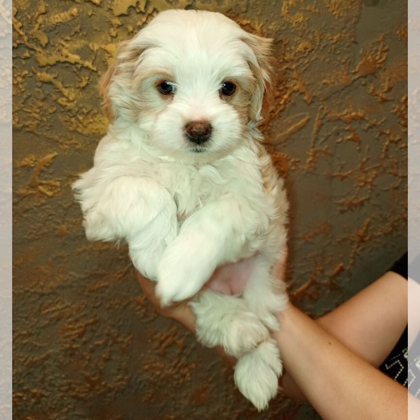 Бивер-йоркширский терьер, щенок