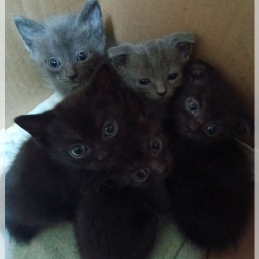 Британские котята отдам