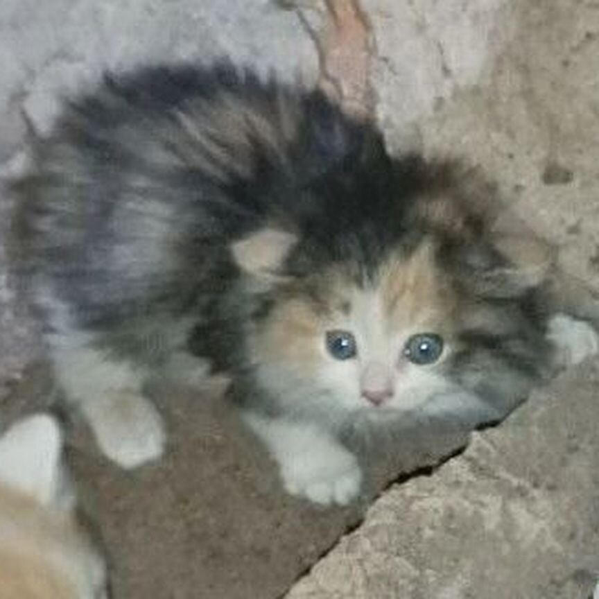 Котёнок в добрые руки