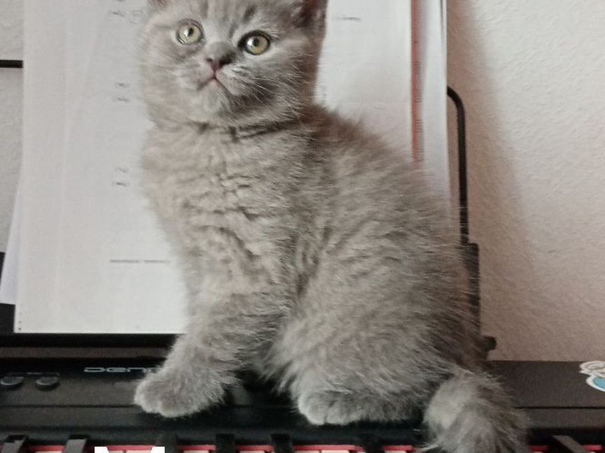 Британские котята
