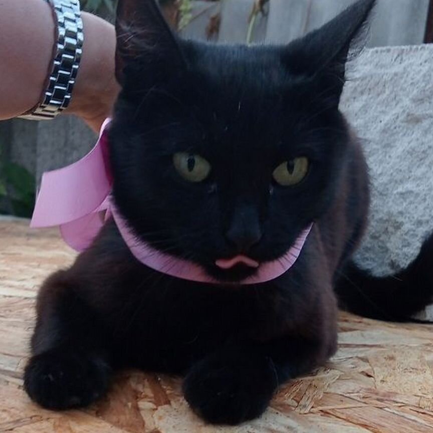 Кошка