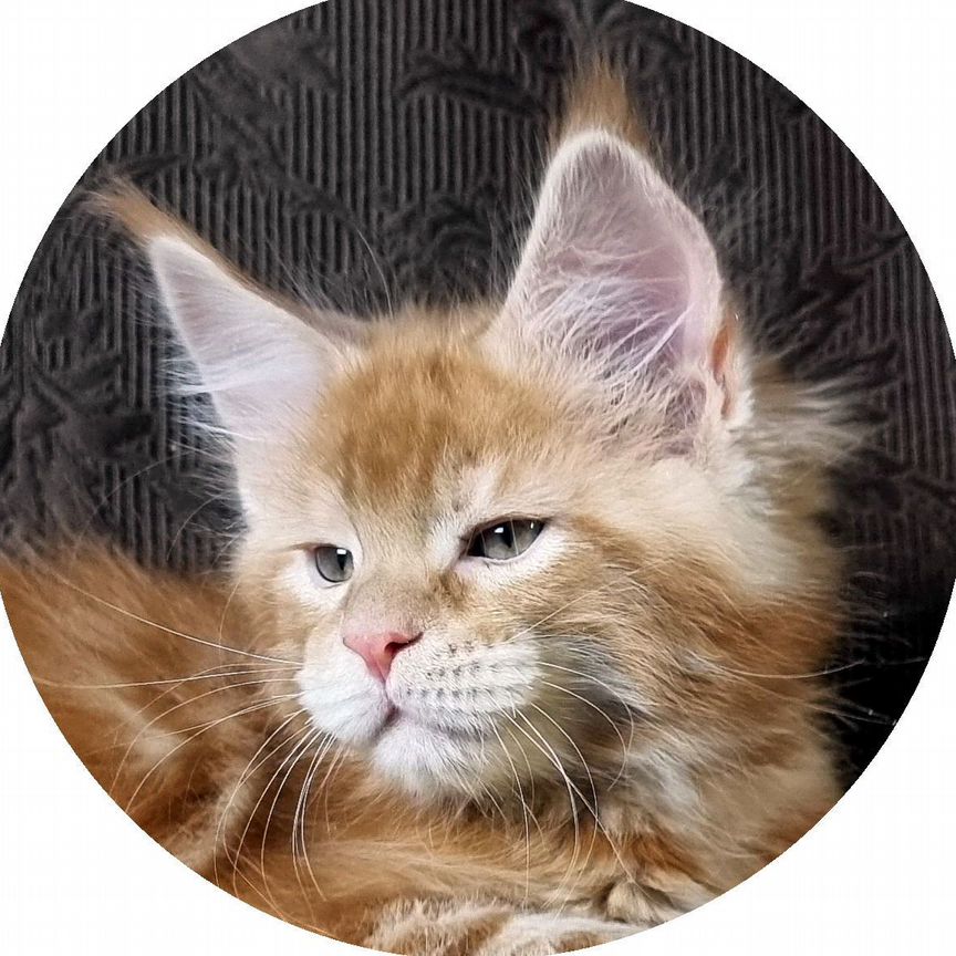Мейн-кун котёнок